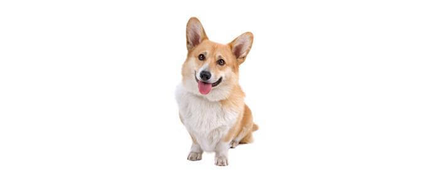 Welsh Corgi | Small, Medium and Big Dog Breeds | PEDIGREE®