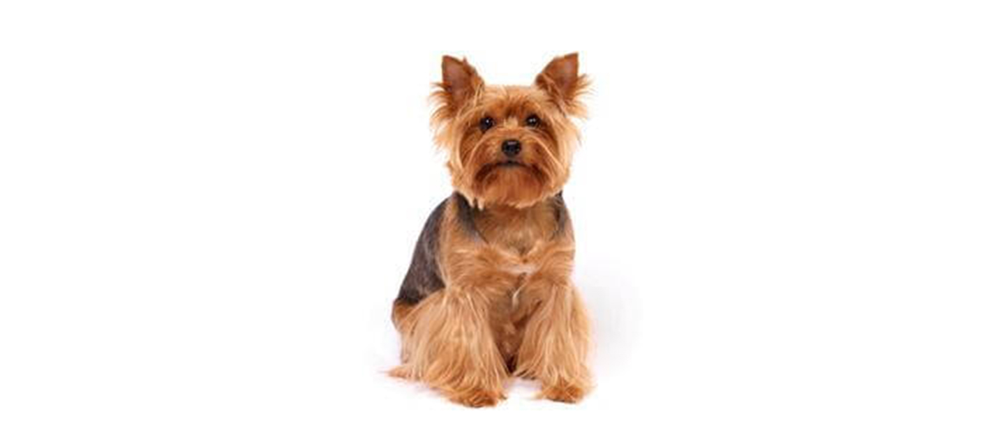 Yorkshire Terrier | Small, Medium and Big Dog Breeds | PEDIGREE®