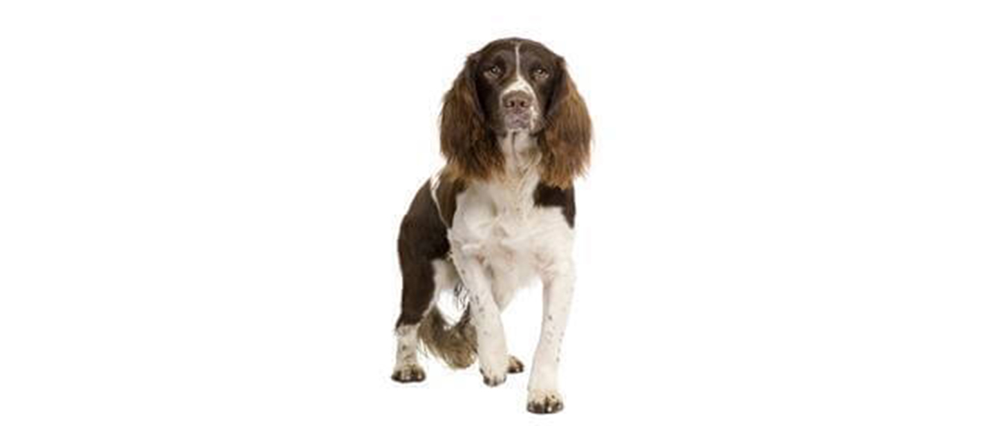 English Springer Spaniel | Small, Medium and Big Dog Breeds | PEDIGREE®