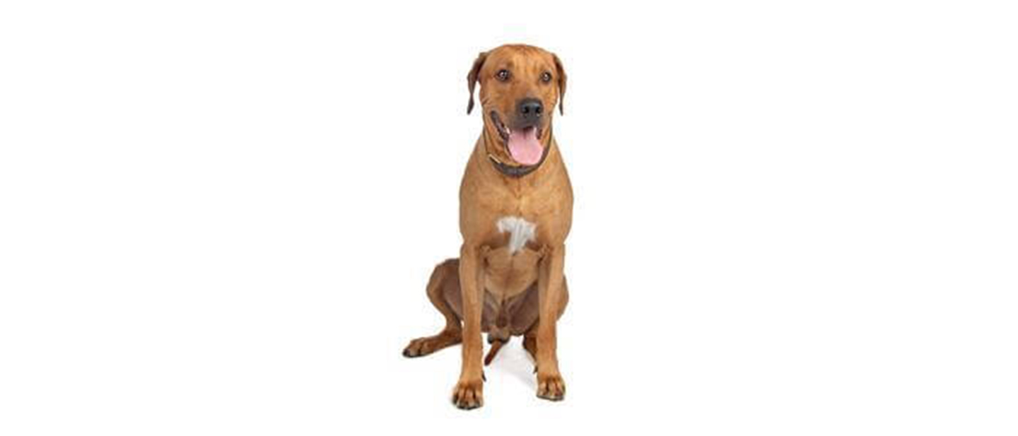 Rhodesian Ridgeback | Small, Medium and Big Dog Breeds | PEDIGREE®
