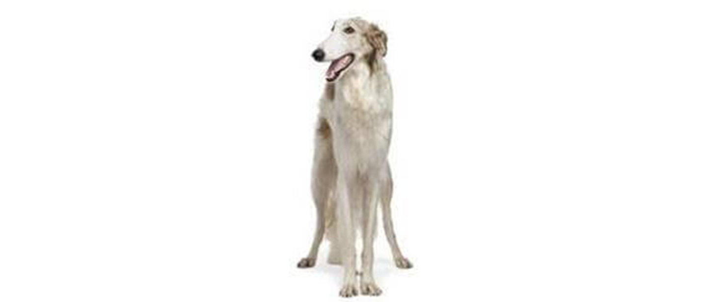 Borzoi | Small, Medium and Big Dog Breeds | PEDIGREE®